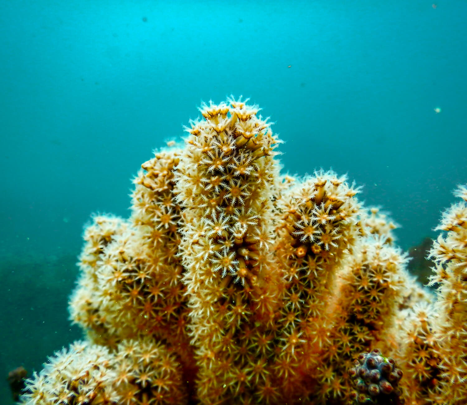 Aware – Coral Reef Conservation – Chelonia Dive Center